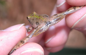 Cricket Frog - North Carolina