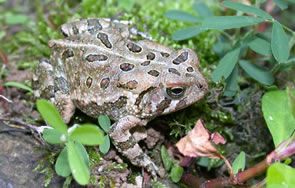 Fowler's Toad - North Carolina