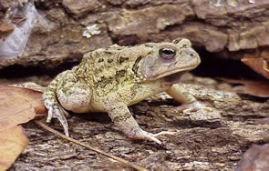 Fowler's Toad - North Carolina