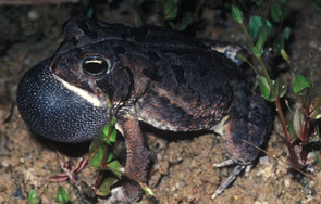 Fowler's Toad - North Carolina