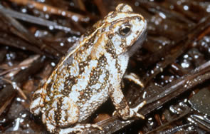Oak Toad - North Carolina