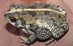 Oak Toad - North Carolina