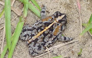 Oak Toad - North Carolina