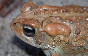 Southern Toad - North Carolina