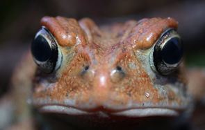 Southern Toad - North Carolina