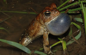 Southern Toad - North Carolina