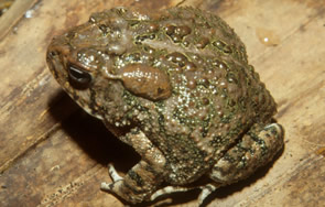 Southern Toad - North Carolina