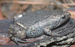 Eastern Narrowmouth Toad - North Carolina