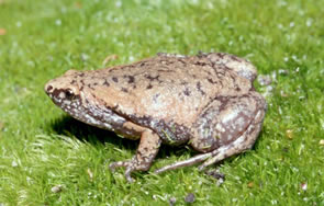 Eastern Narrowmouth Toad - North Carolina