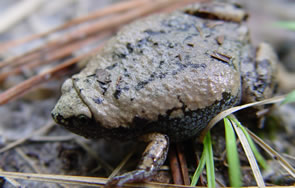 Eastern Narrowmouth Toad - North Carolina