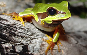 Pine Barrens Treefrog - North Carolina