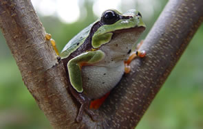 Pine Barrens Treefrog - North Carolina