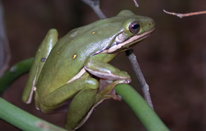 Green Treefrog - North Carolina