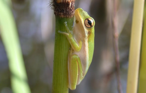 Green Treefrog - North Carolina