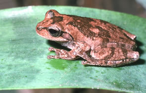 Pine Woods Treefrog - North Carolina