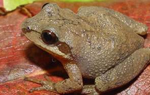 Mountain Chorus Frog - North Carolina