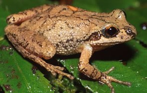 Mountain Chorus Frog - North Carolina