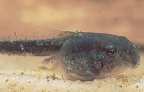 Mountain Chorus Frog - North Carolina