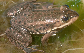Carpenter Frog - North Carolina