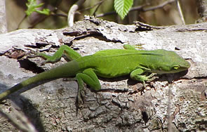 Green Anole - North Carolina