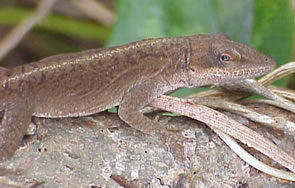 Green Anole - North Carolina