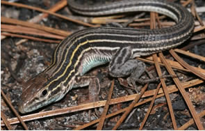 Six-lined Racerunner - North Carolina