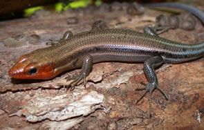Five-lined Skink - North Carolina