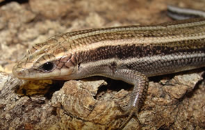 Five-lined Skink - North Carolina