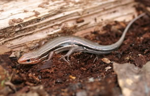 Southeastern Five-lined Skink - North Carolina