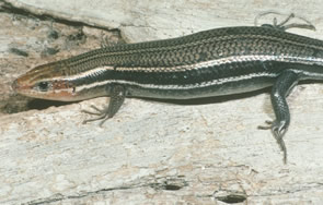 Southeastern Five-lined Skink - North Carolina