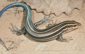 Southeastern Five-lined Skink - North Carolina