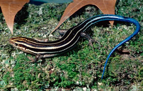 Southeastern Five-lined Skink - North Carolina