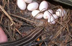 Broadheaded Skink - North Carolina