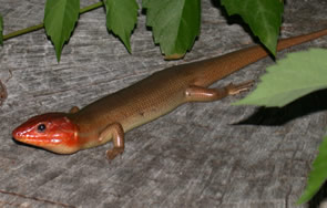 Broadheaded Skink - North Carolina