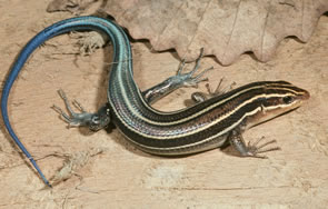 Broadheaded Skink - North Carolina