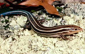 Broadheaded Skink - North Carolina