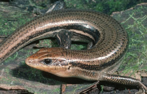 Broadheaded Skink - North Carolina