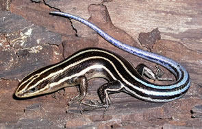 Broadheaded Skink - North Carolina