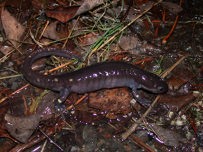 Spotted Salamander - North Carolina
