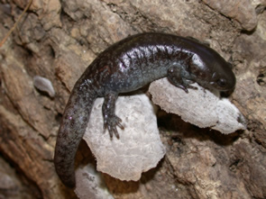 Mole Salamander - North Carolina