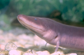Two-toed Amphiuma - North Carolina