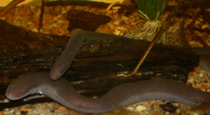 Two-toed Amphiuma - North Carolina