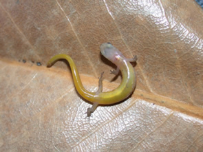 Dwarf Salamanders - North Carolina