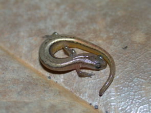 Dwarf Salamanders - North Carolina