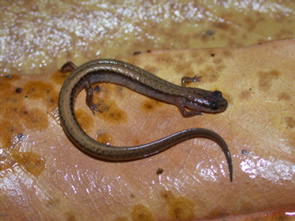 Dwarf Salamanders - North Carolina
