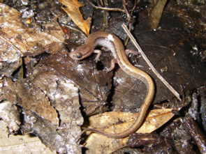 Dwarf Salamanders - North Carolina