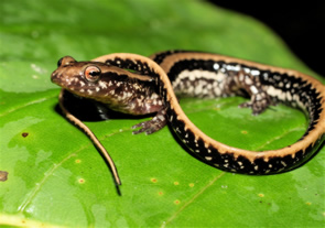 Three-lined Salamander - North Carolina