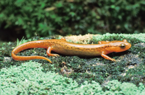 Junaluska Salamander - North Carolina