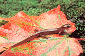 Junaluska Salamander - North Carolina