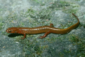 Junaluska Salamander - North Carolina
